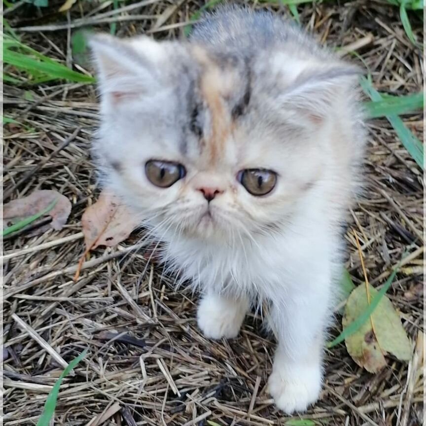 Котики экзотики