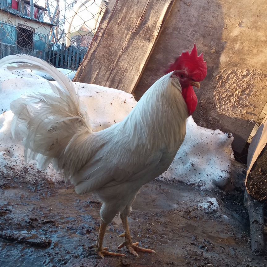 Петух молодой домашний