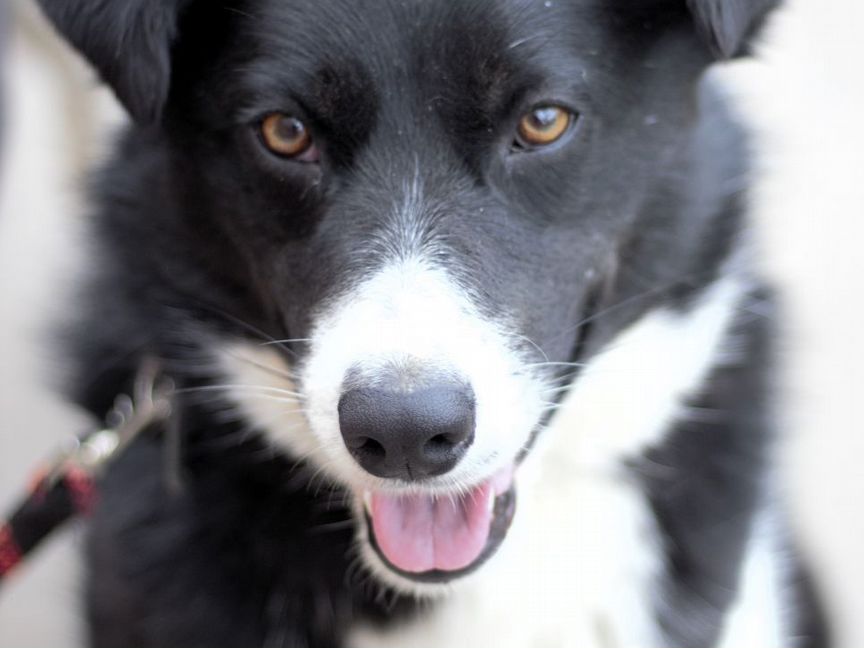 Красотка Лея в добрые руки