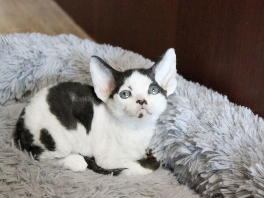Девон-рекс котята