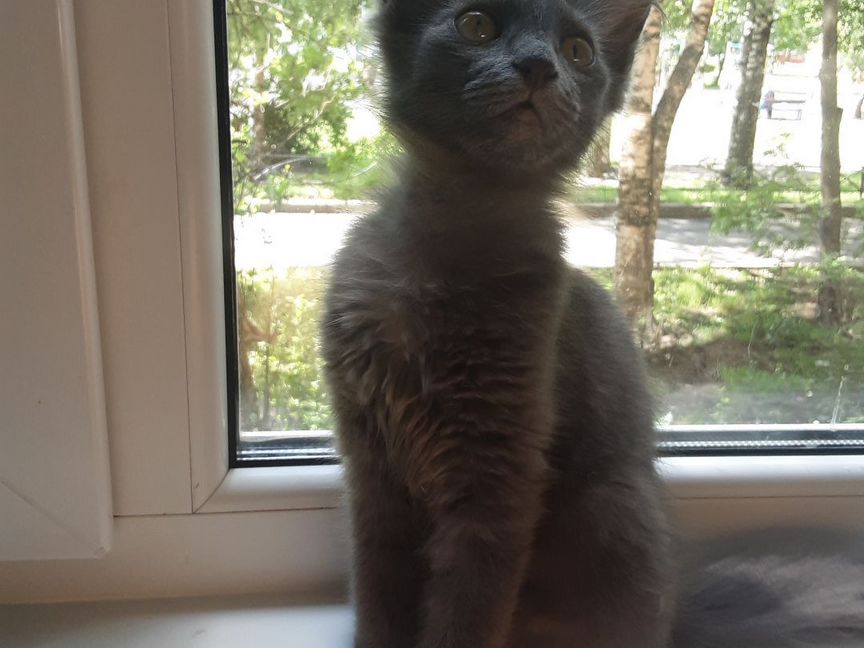 Кошечка-котенок в добрые руки