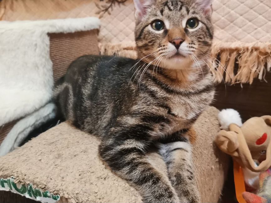 Мраморный уникальный котёнок Боня