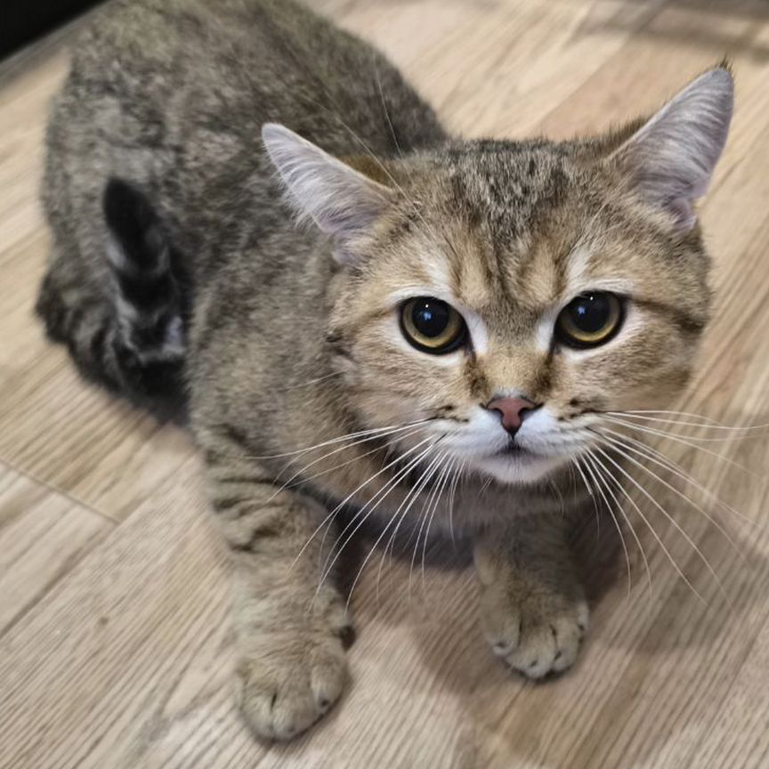 Ласковый, породистый котик ищет дом