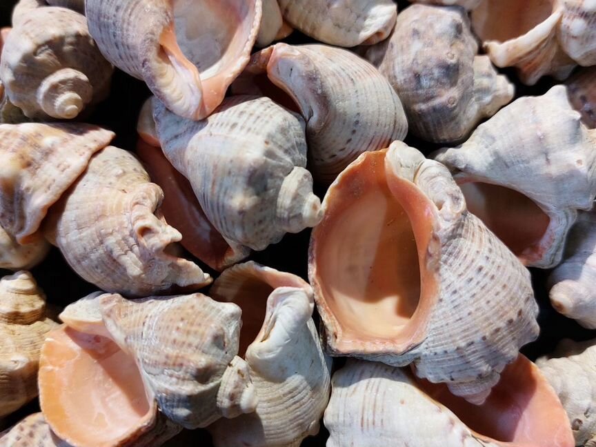Морские ракушки