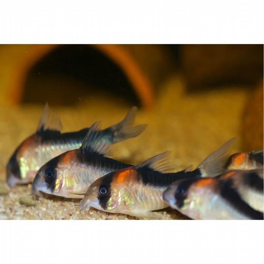 Коридорас дупликареус