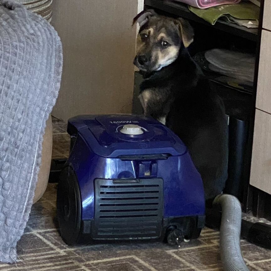 Щенок бездомный в добрые руки