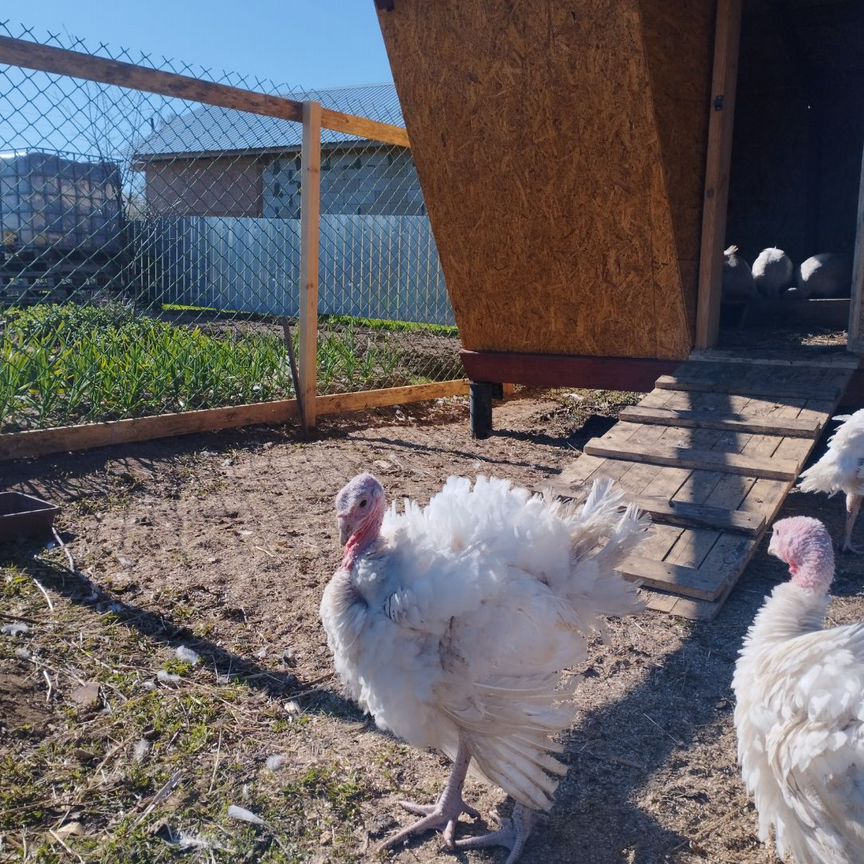 Индюки на мясо