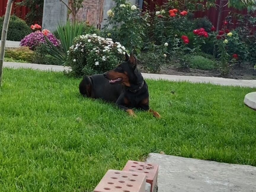 Доберман стафард