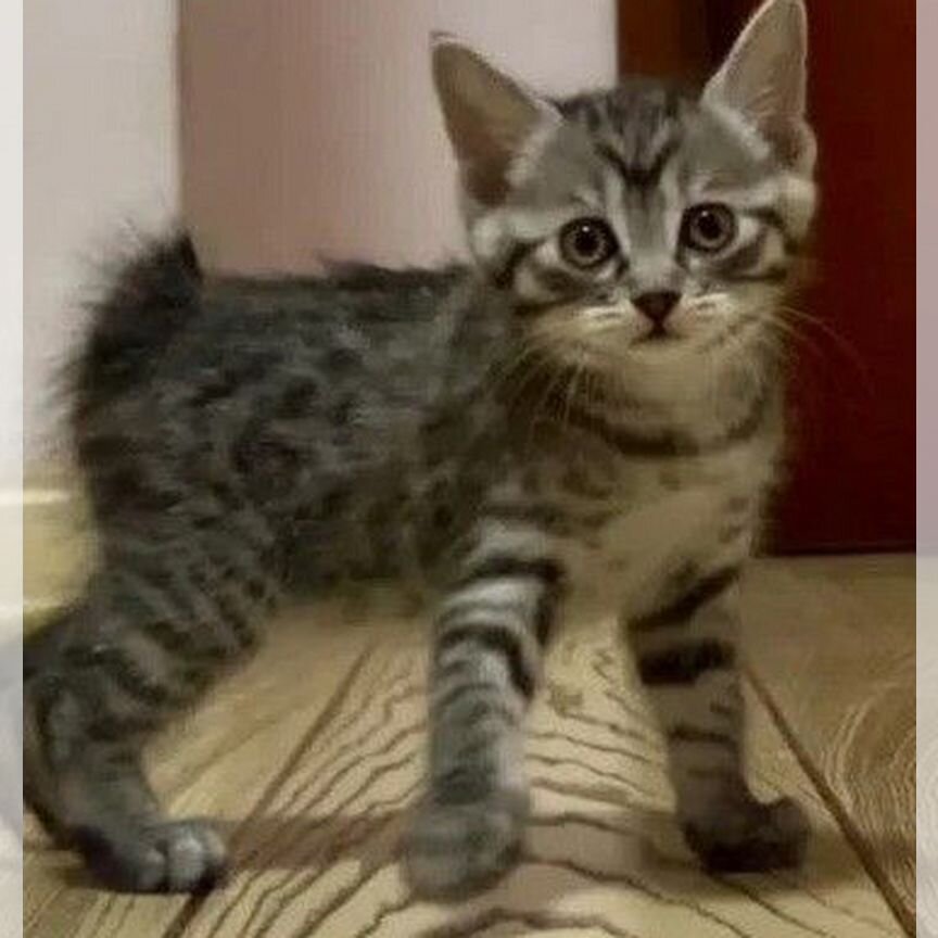 Курильский бобтейл короткошёрстный котёнок