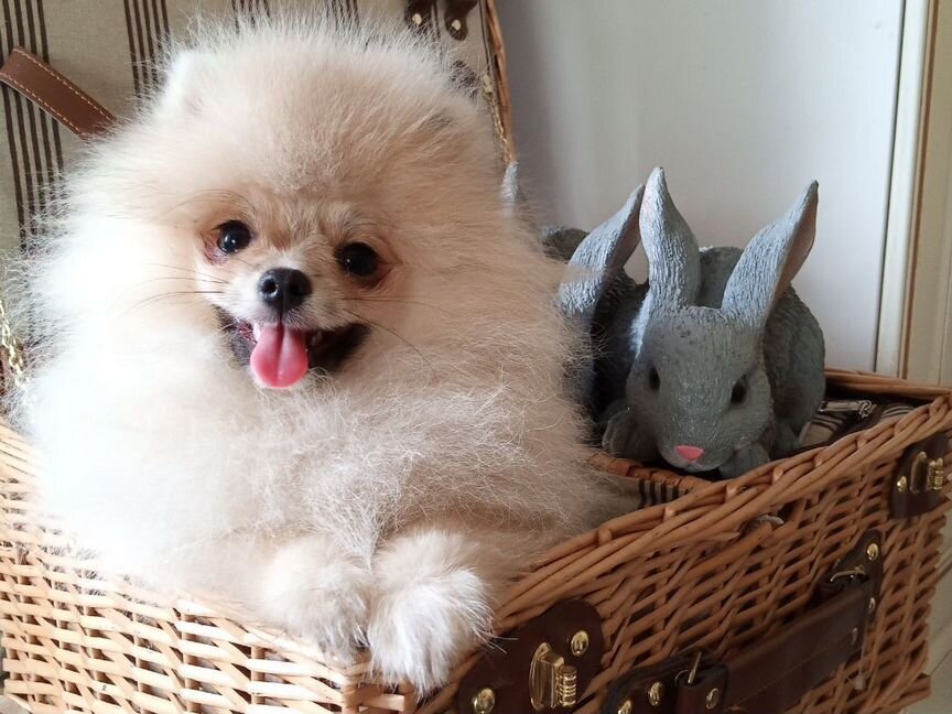 Померанский шпиц девочка