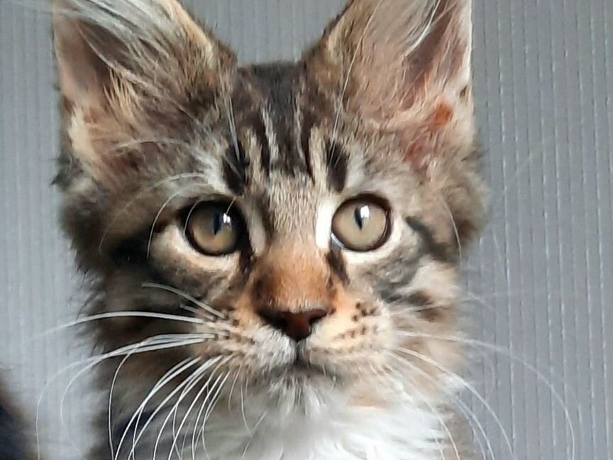 Мейн-кун Джонах