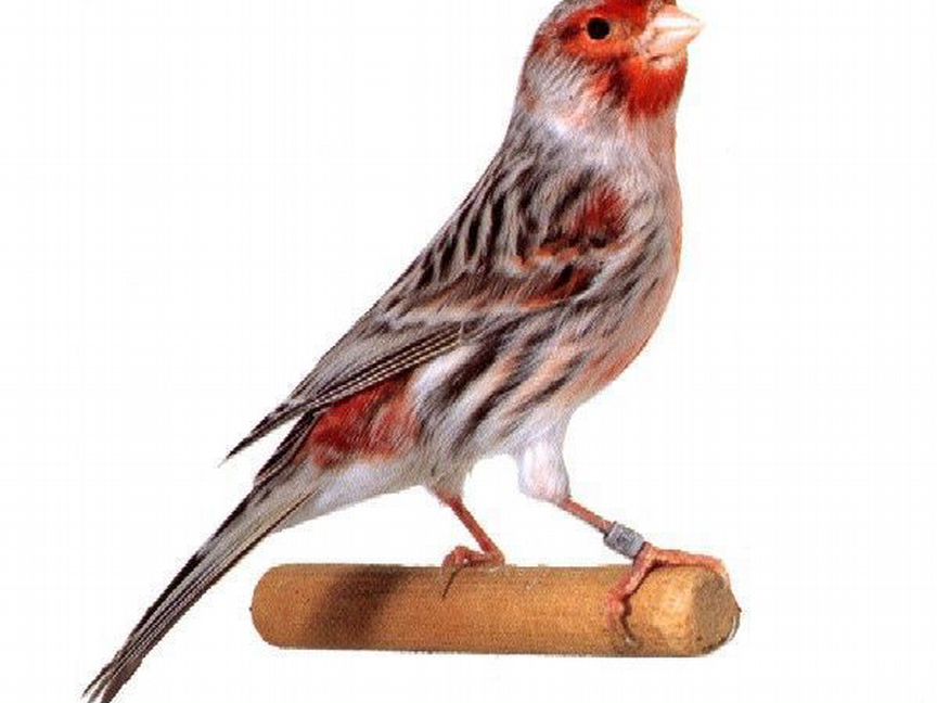 Кенара и канарейки Агаты