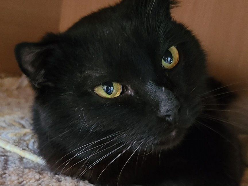 Шотландский кот