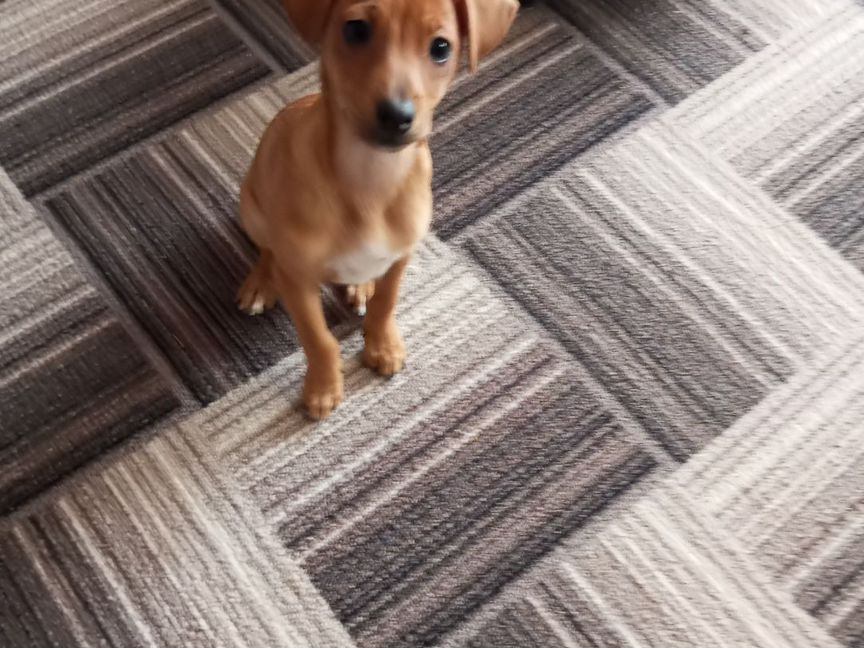 Маленькая собака Мини пинчер