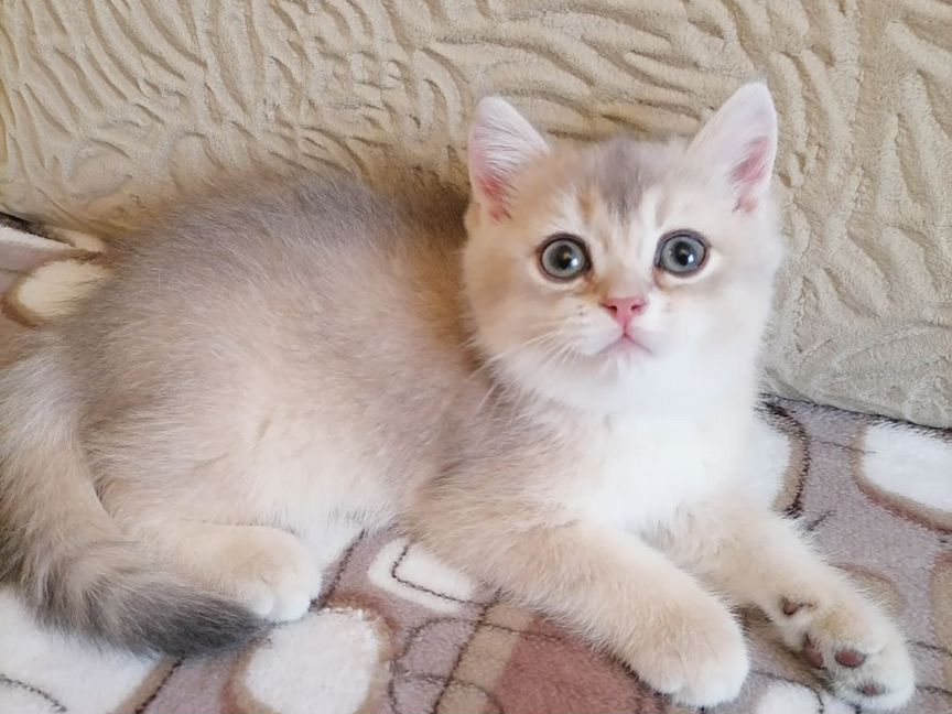 Британские котята