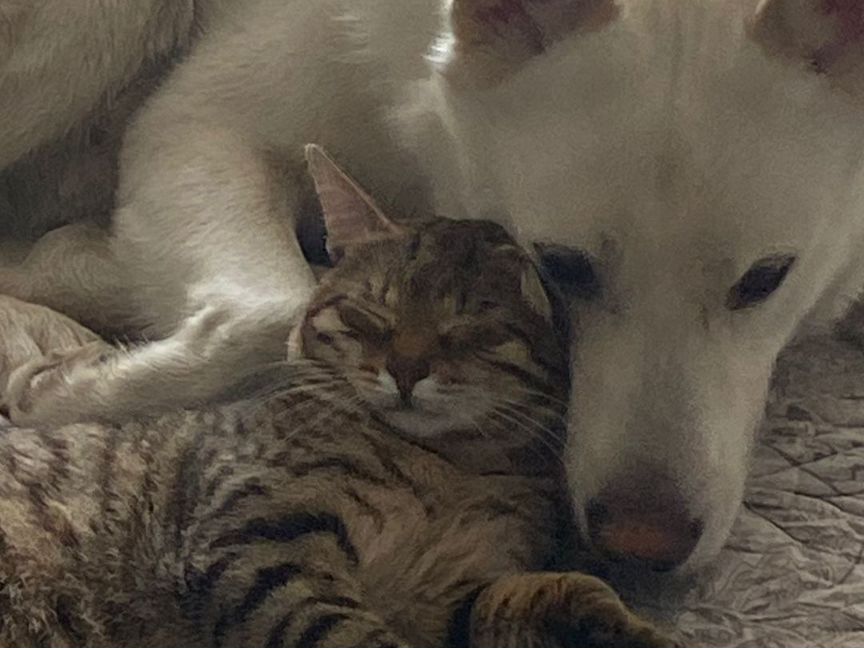 Отдам в добрые руки