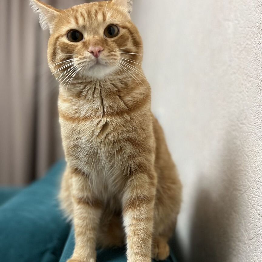 Отдам котика в добрые руки