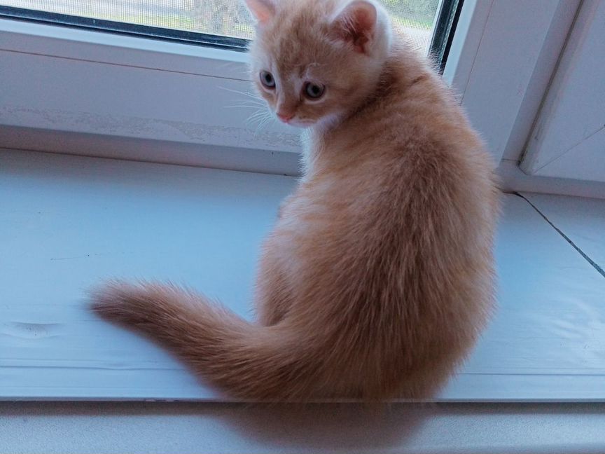 Красавец экзотик