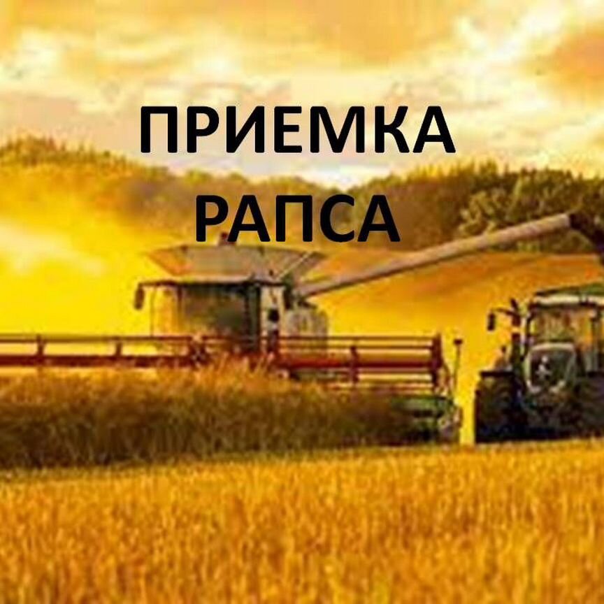 Рапс