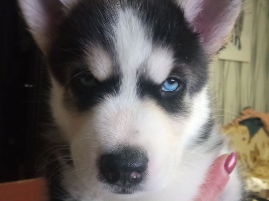 Сибирский хаски