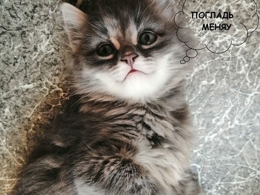 Котята