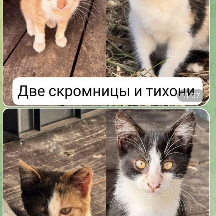 Котята в добрые руки