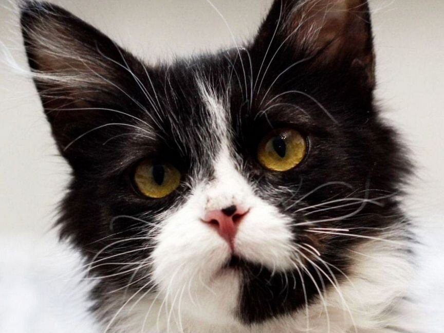 Котики из приюта ждут