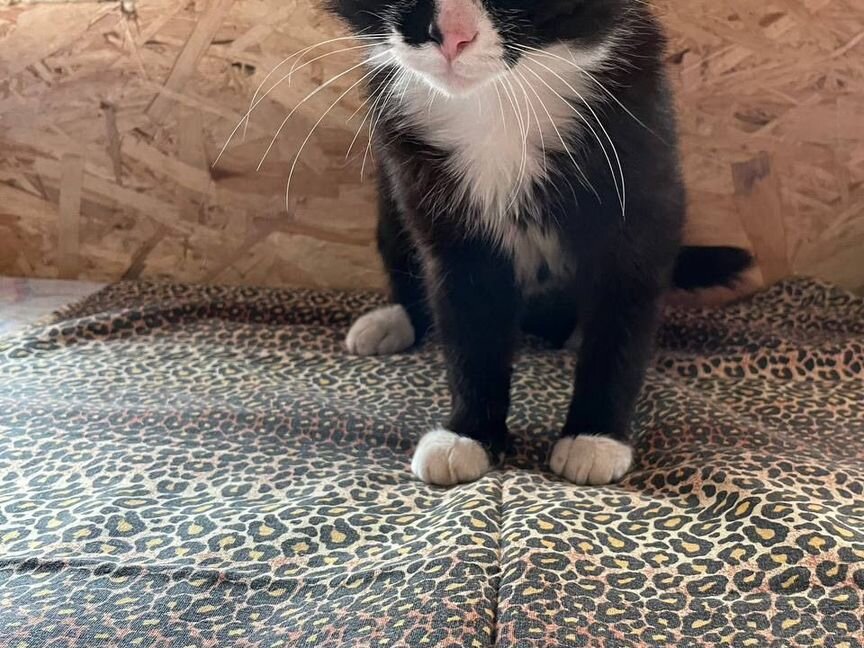 Кот в добрые руки