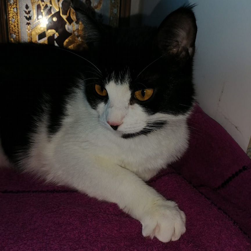 Кошке нужна семья