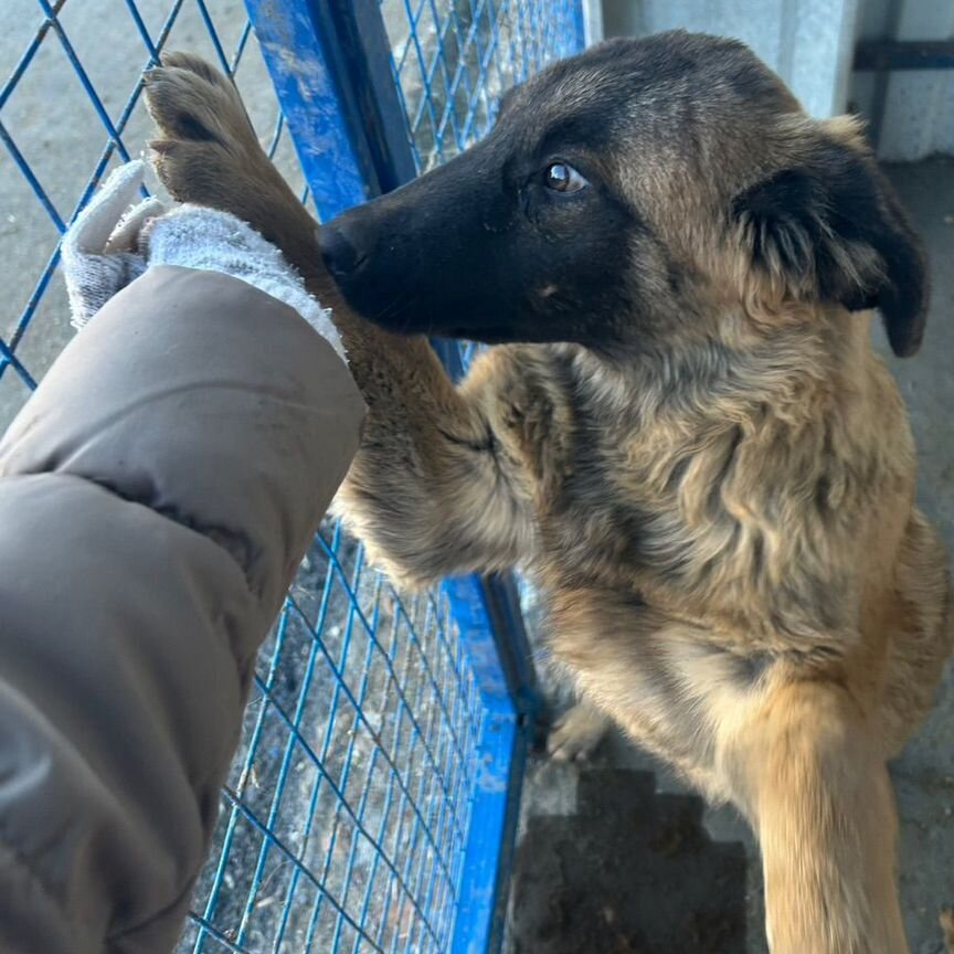 Кавказская овчарка, щенок