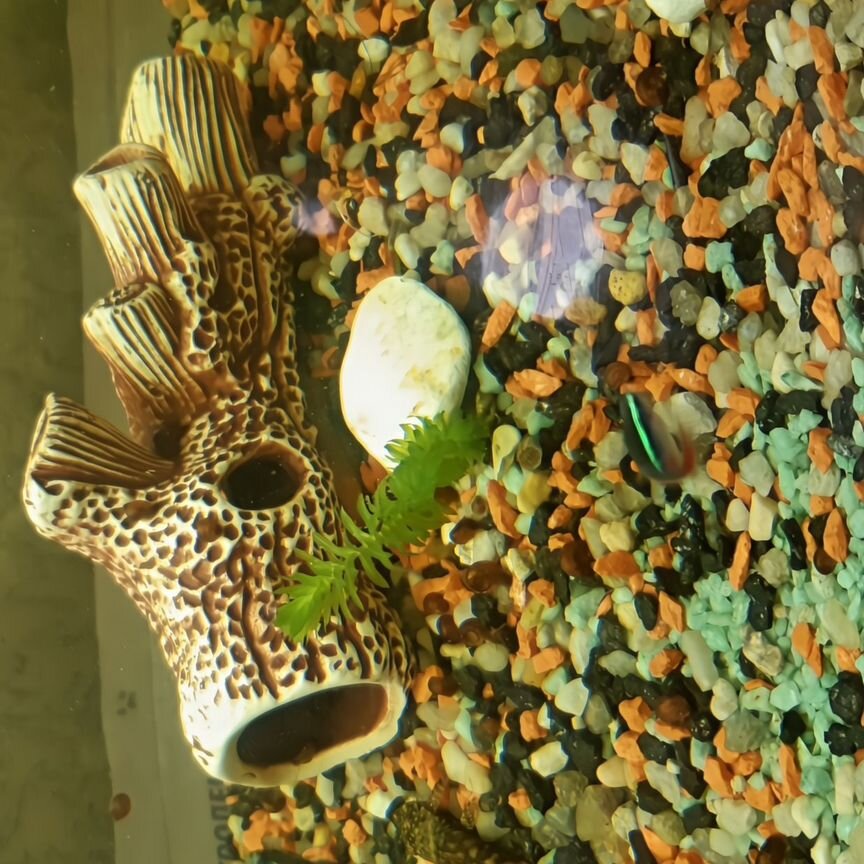 Аквариумные рыбки