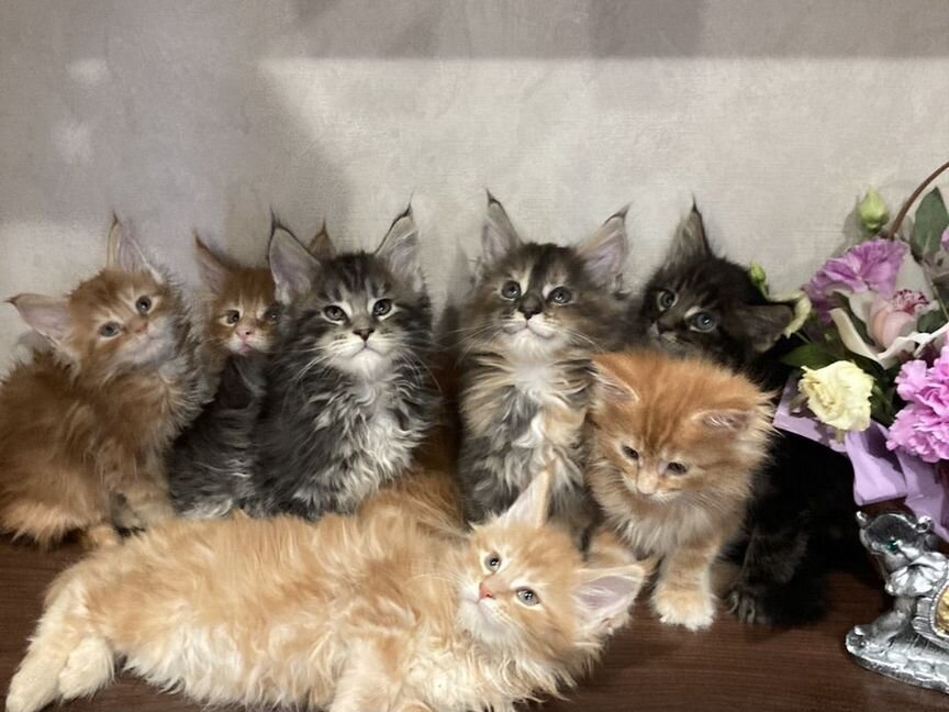 Котята мейн-кун