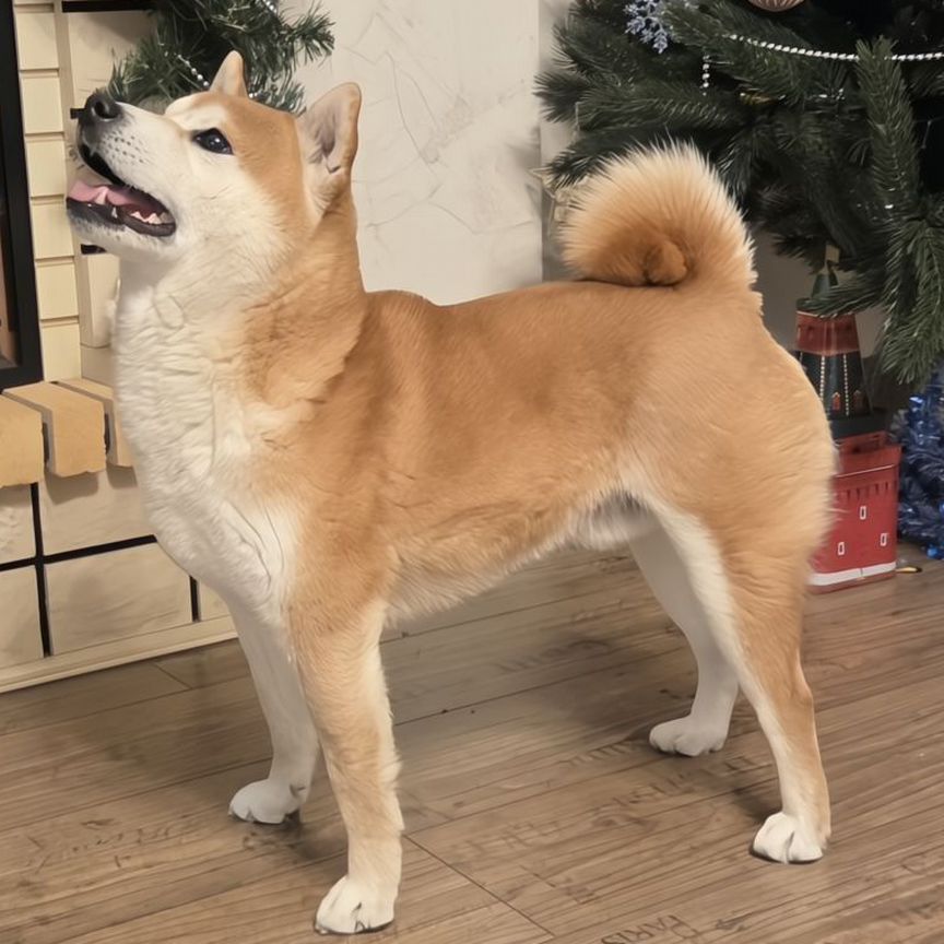 Сиба-ину, вязка