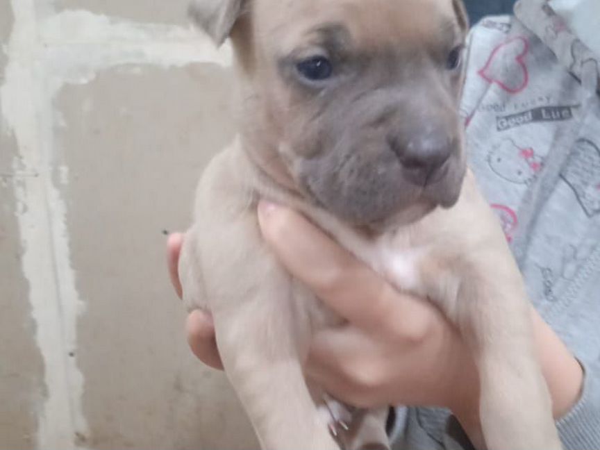 Кубинский питбуль