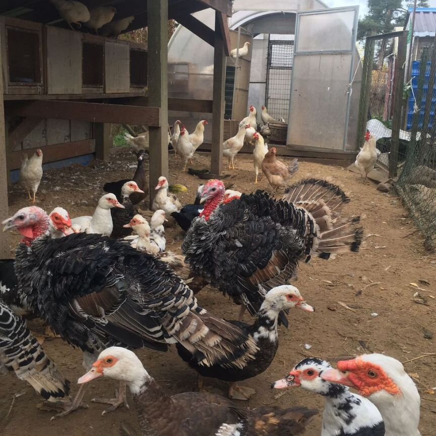 Индюк, петухи