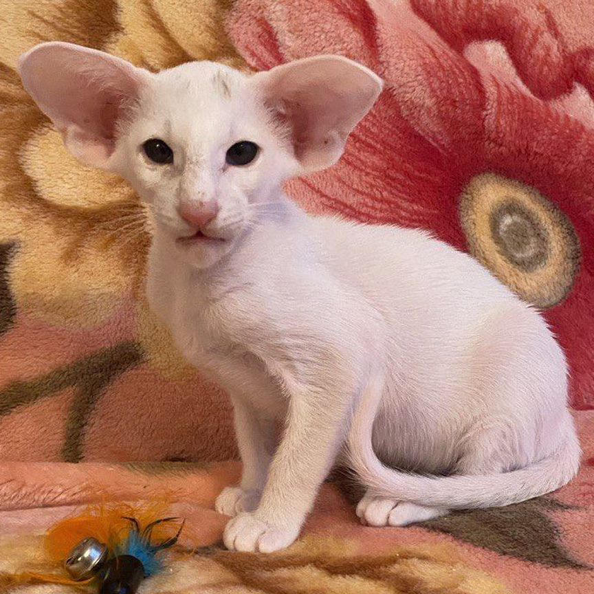 Ориентальные котята девочка