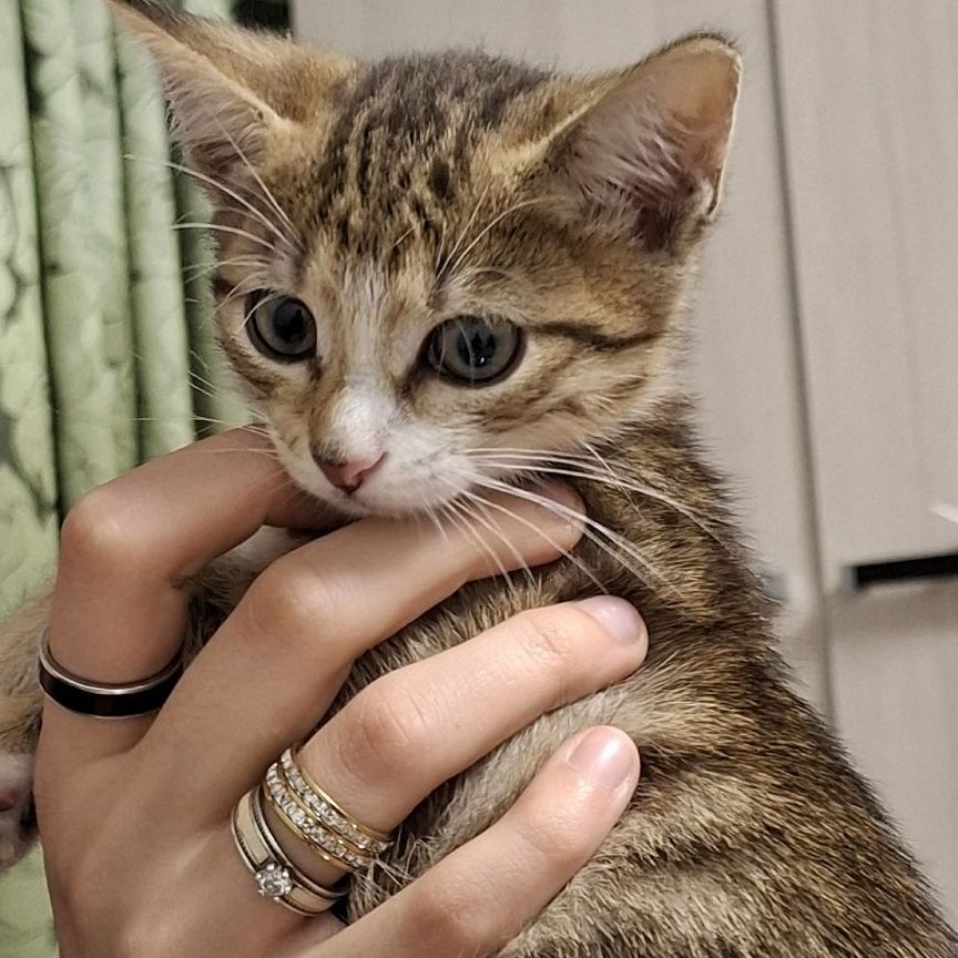 Котёнок в добрые руки