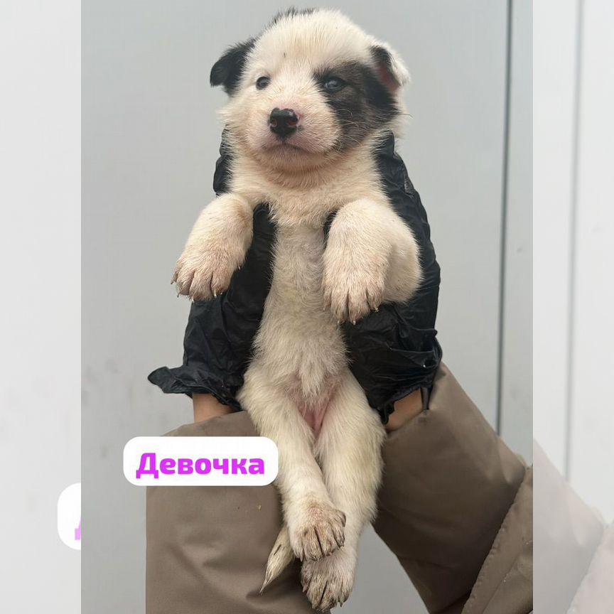 Щенок в добрые руки