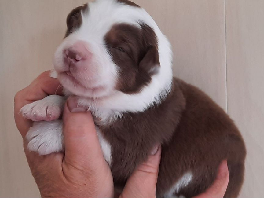 Щенок аусси (австралийская овчарка)