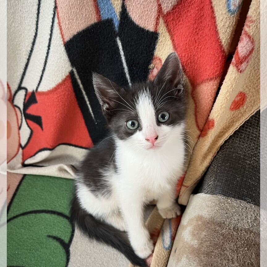Отдадим котенка в добрые руки