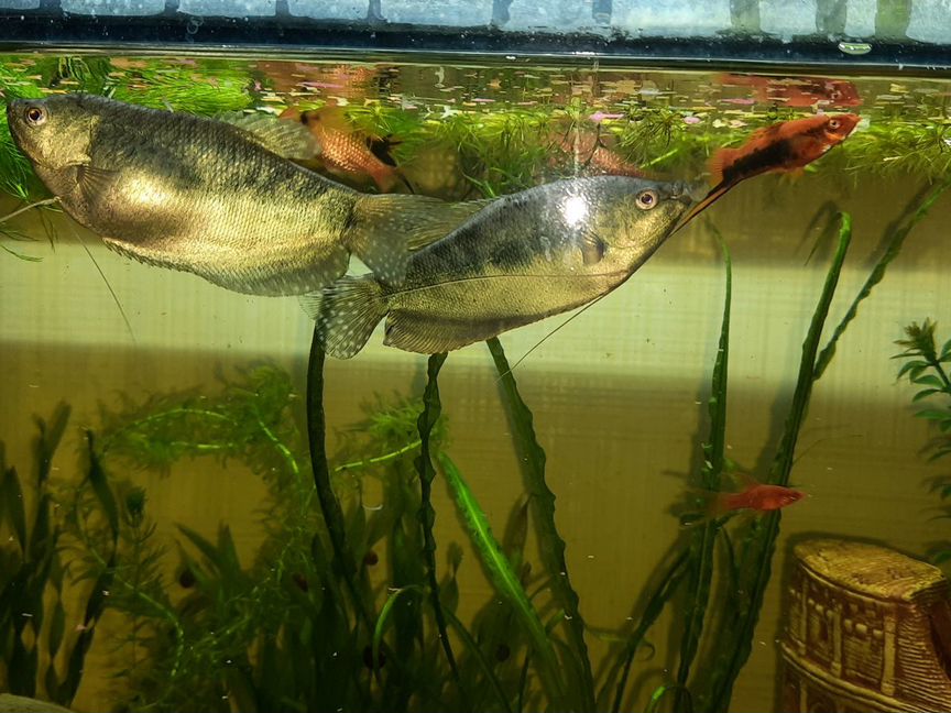 Гурами мраморный