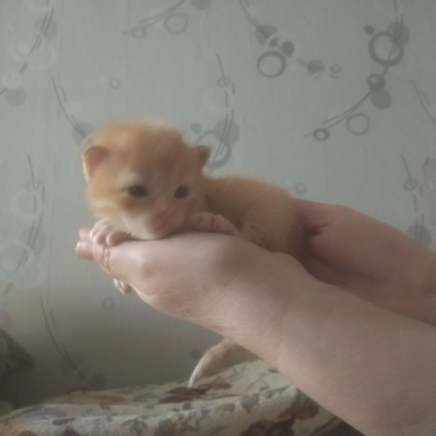 Продаем котенка рыженького мальчика