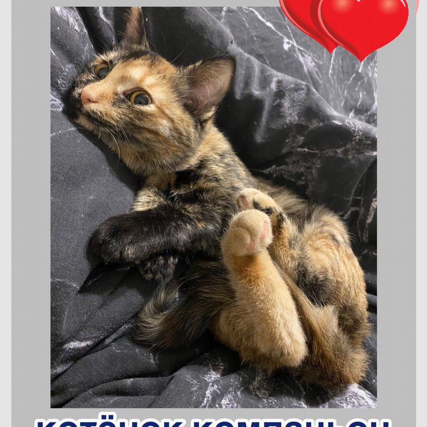 Котенок подросток принесет счастье