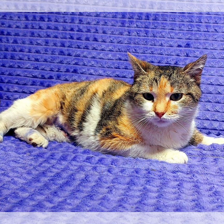 Зеленоглазая кошка для ценителей красоты