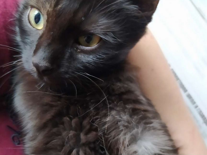 Котенок