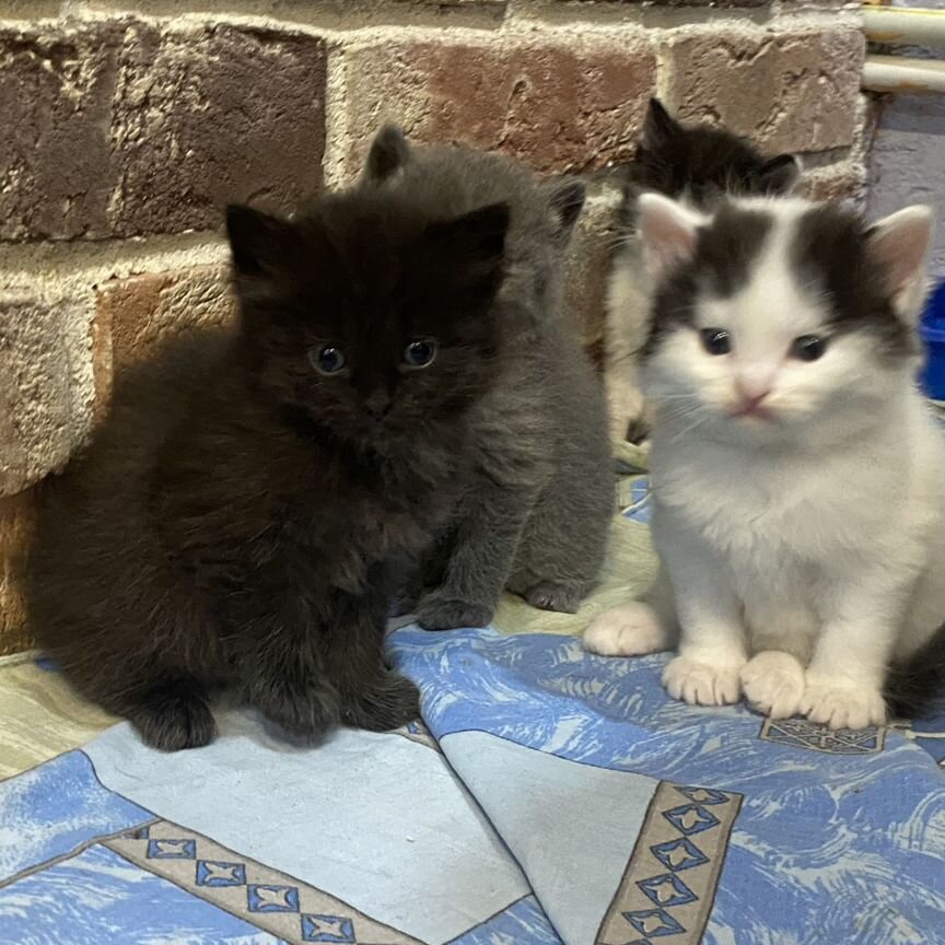 Взрослый кот в добрые руки