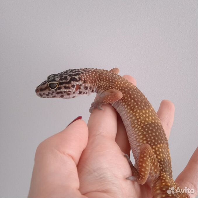 Эублефар Black Night