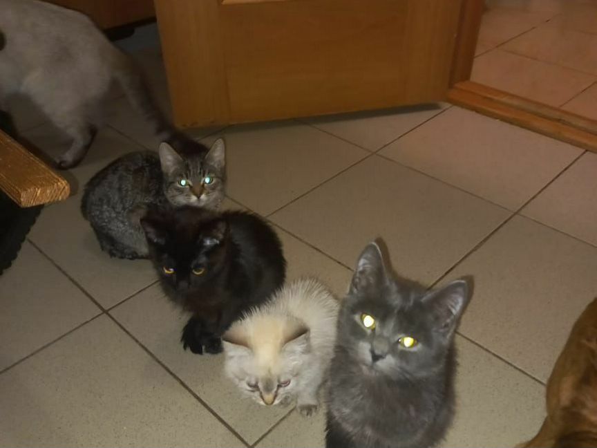 Котята в добрые руки бесплатно