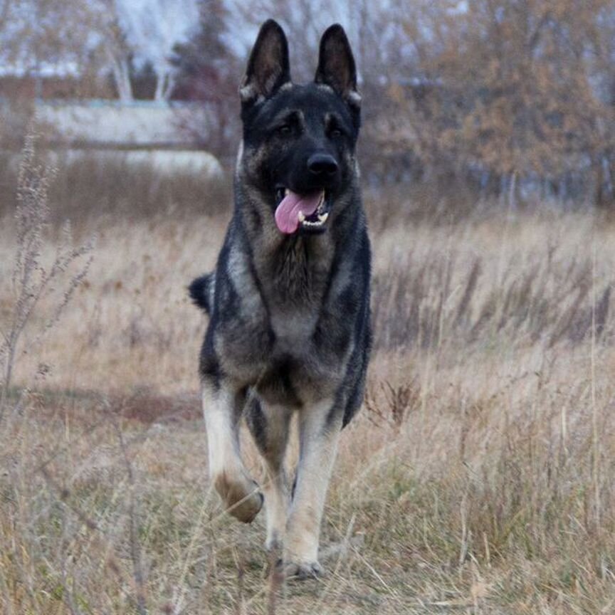 Восточники