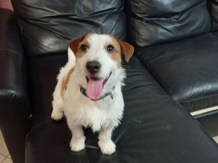 Вязка джек Рассел терьер